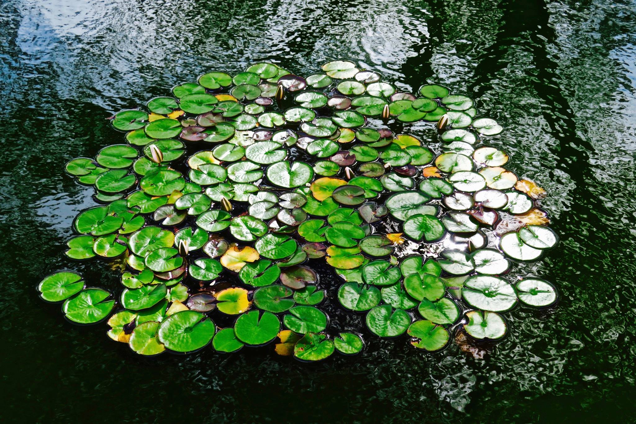 Erping » 浮光掠影